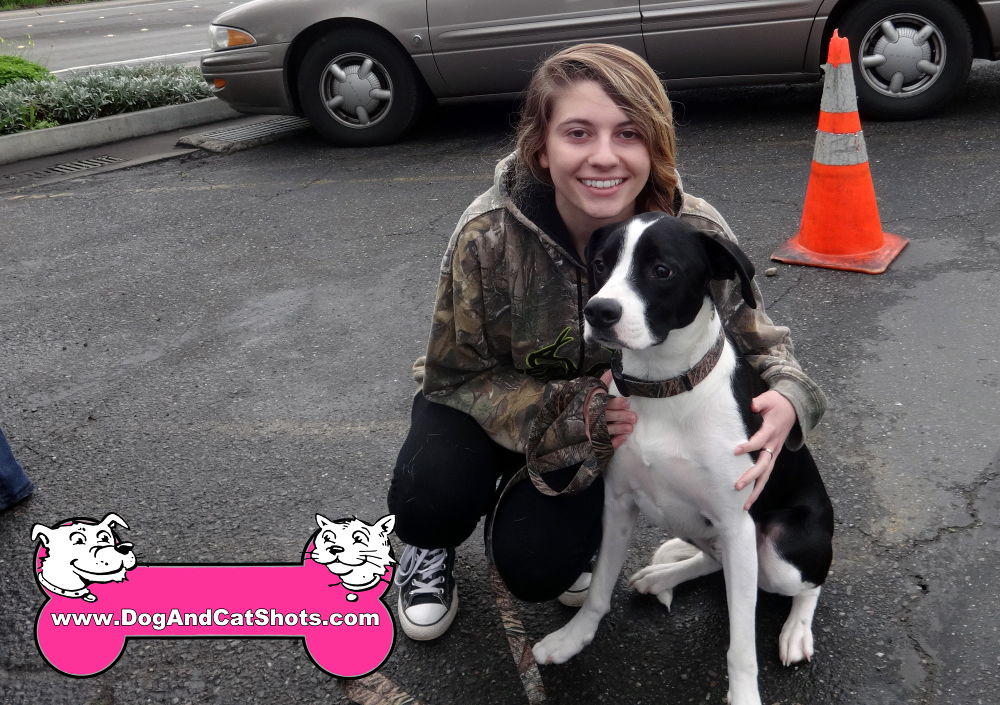 Border Collie Boxer Puppies