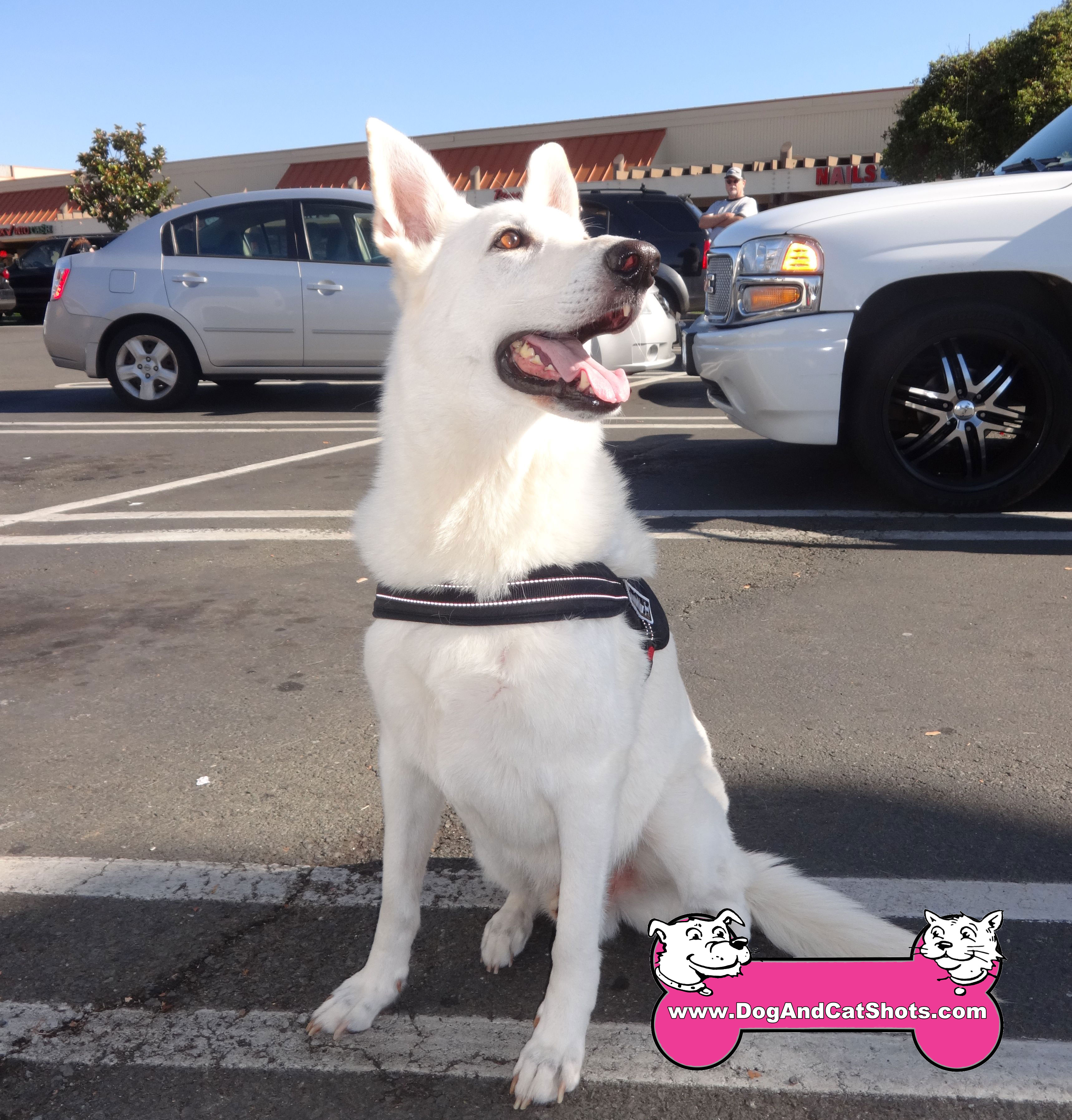 White German Shepherd Siberian Husky Mix