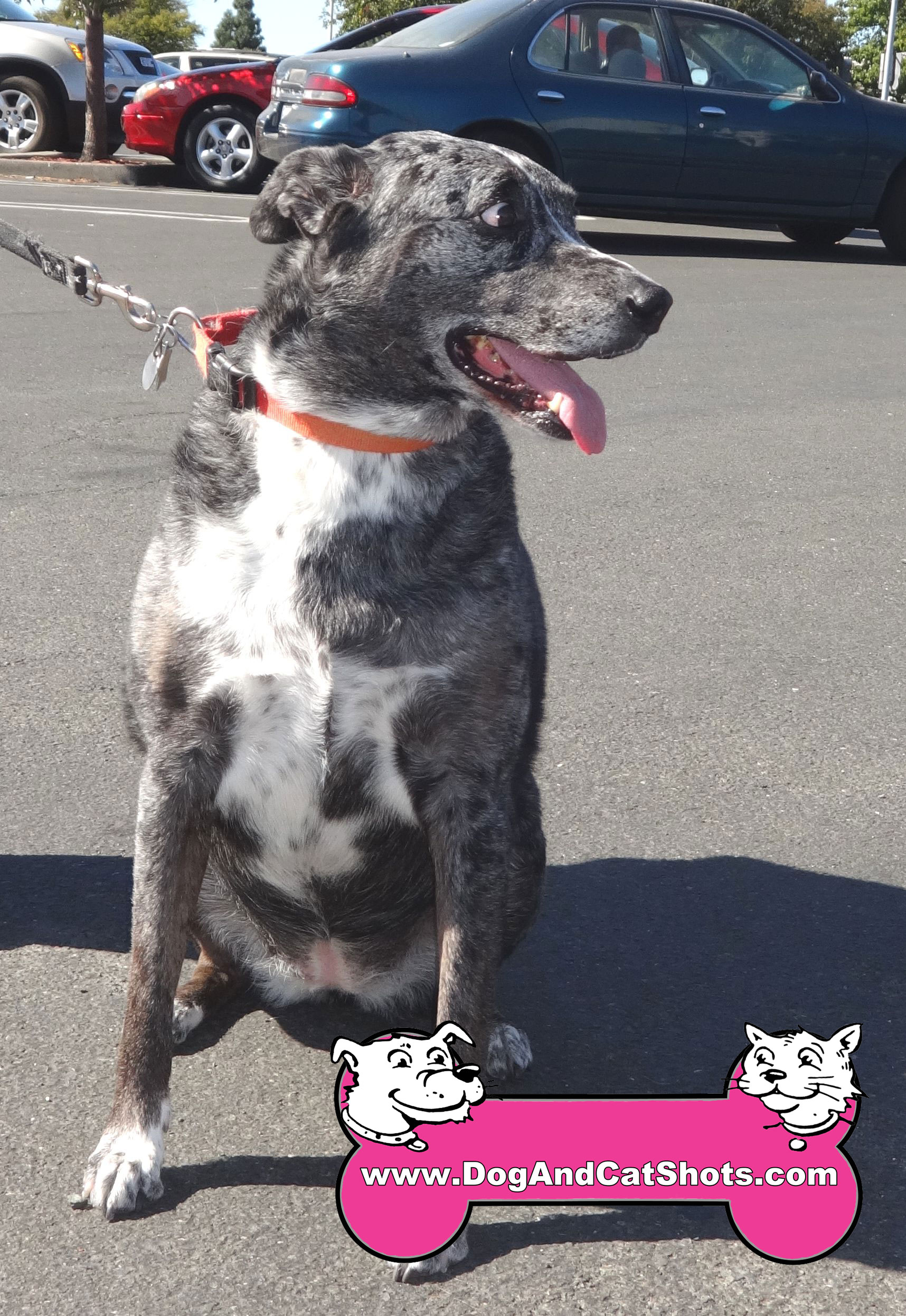 Blue Merle Catahoula Leopard Dog