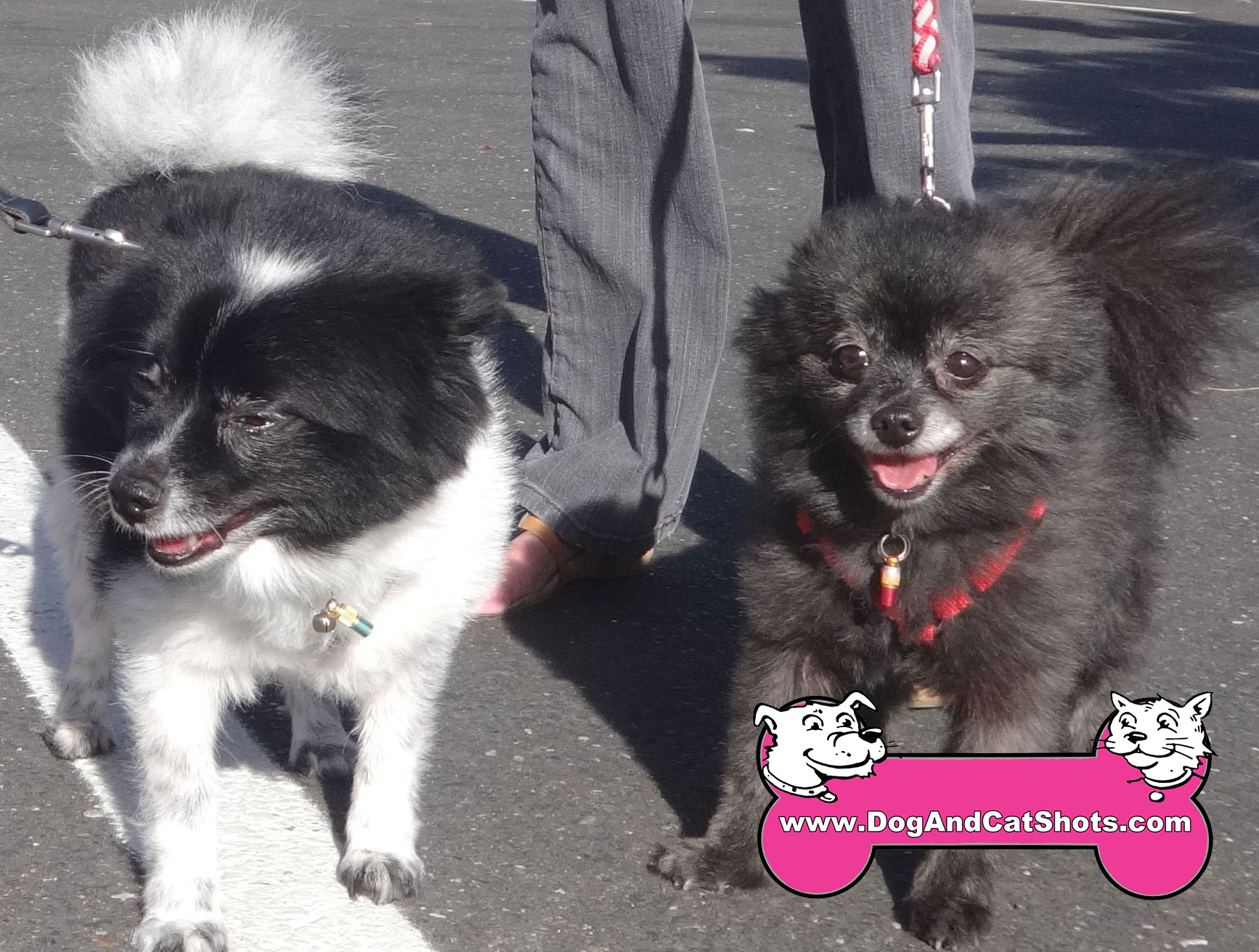 Black Pug Pomeranian Mix