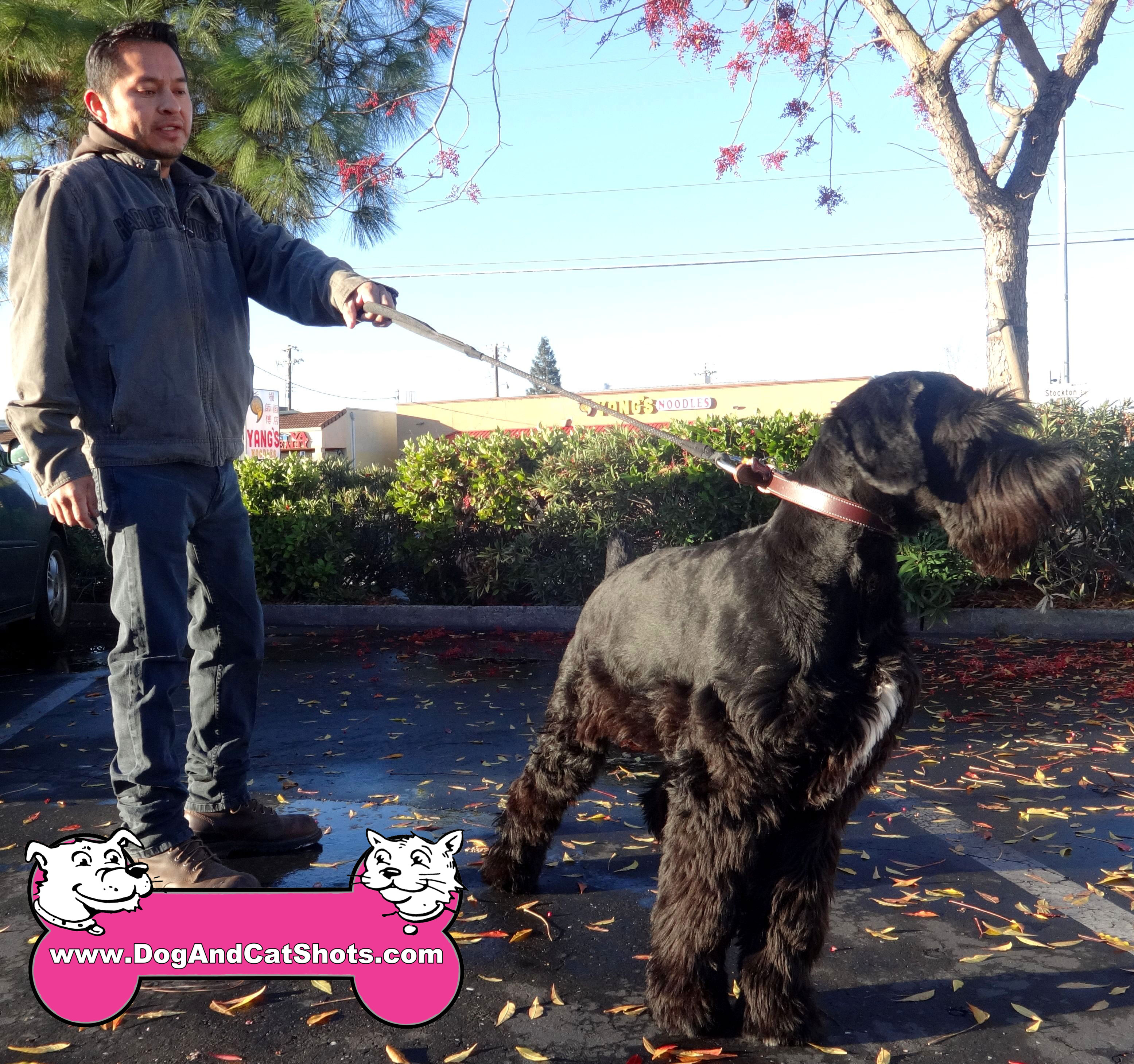 Low Cost Dog and Cat Shots in Northern California Giant Schnauzer ...