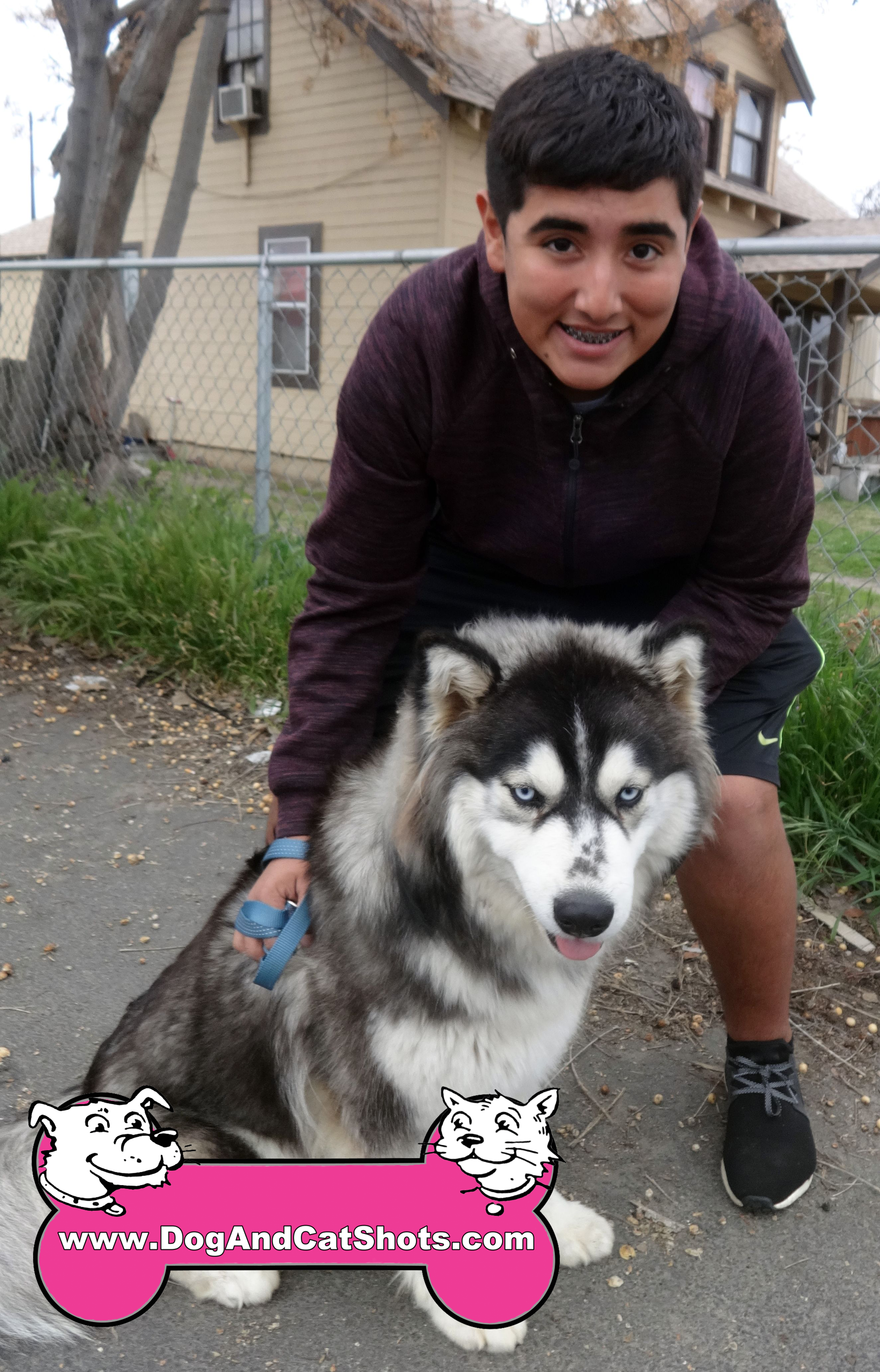 Mackenzie River Husky