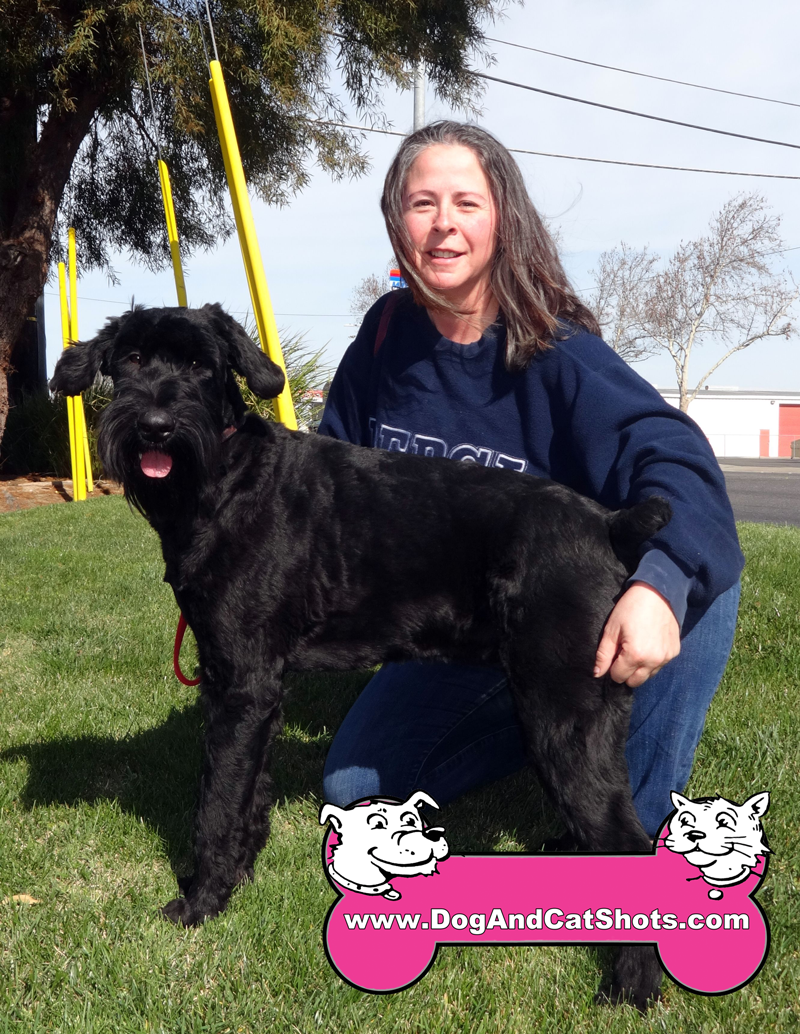 Low Cost Dog and Cat Shots in Northern California Giant Schnauzer ...