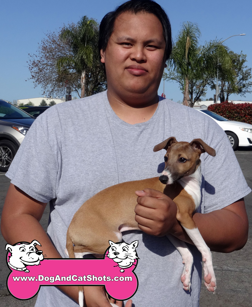 Italian Greyhound Peach