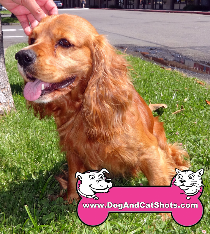 Low Cost Dog and Cat Shots in Northern California Cocker Spaniel ...