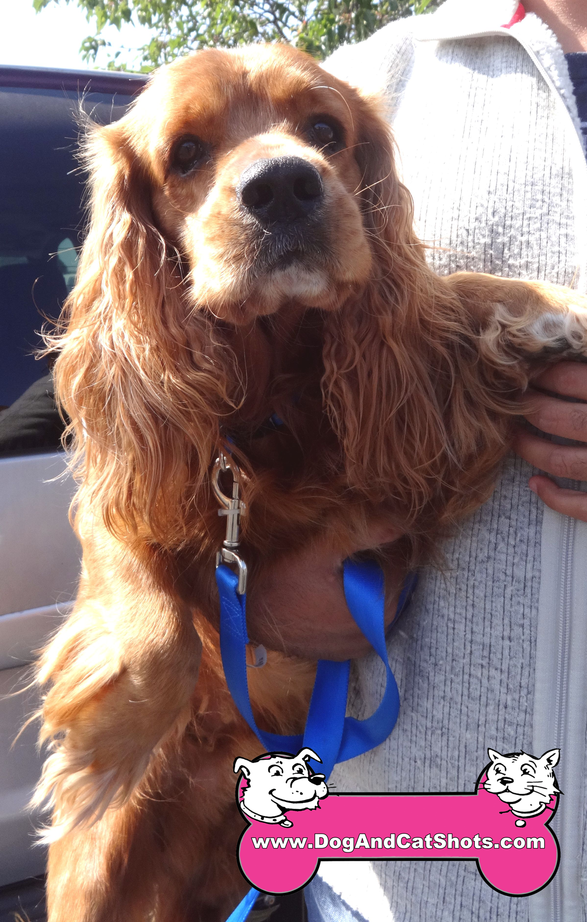 Low Cost Dog and Cat Shots in Northern California Cocker Spaniel ...