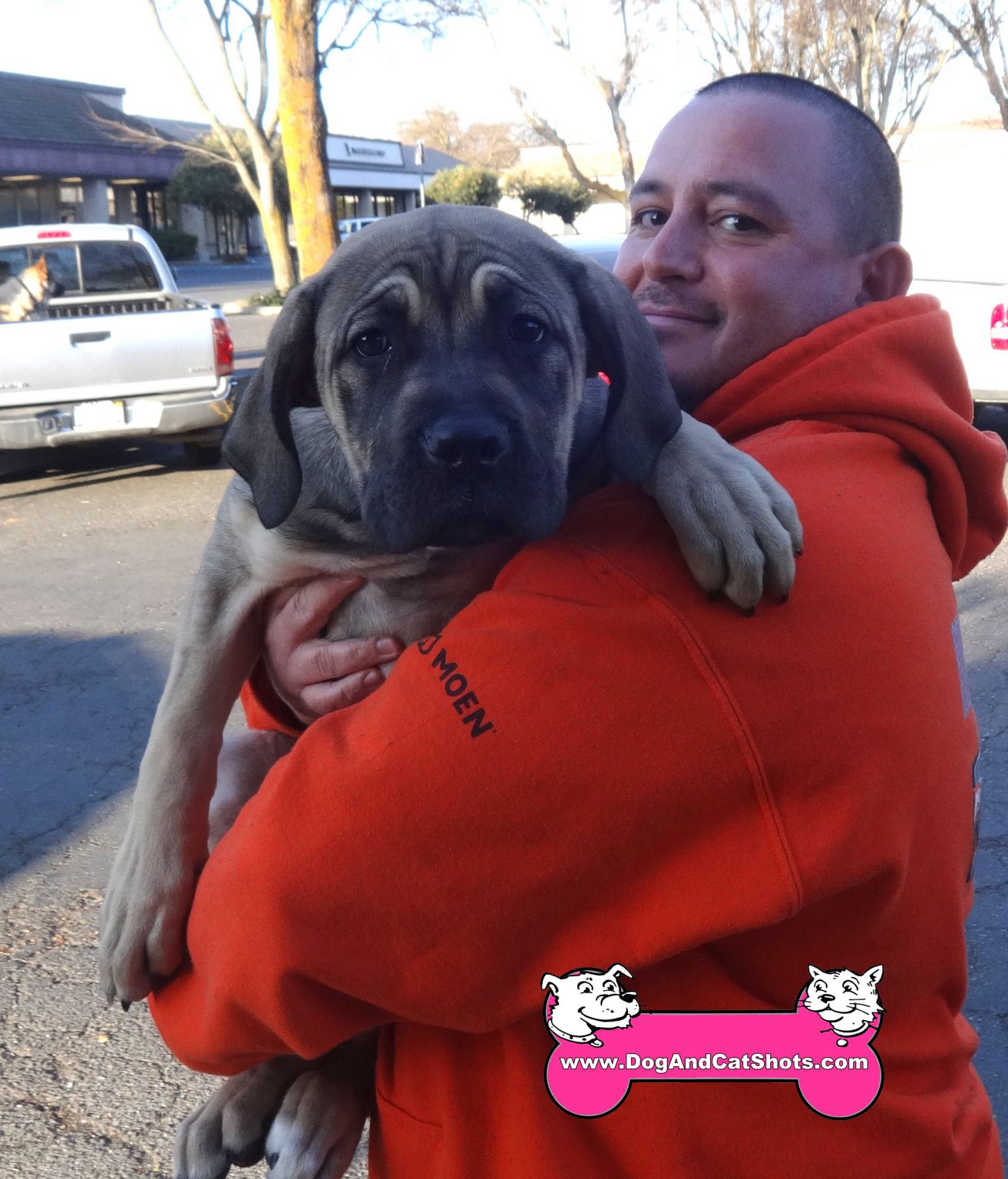 Low Cost Dog And Cat Shots In Northern California Mila A Cane Corso low-cost-dog-and-cat-shots-in-northern-california-mila-a-cane-corso