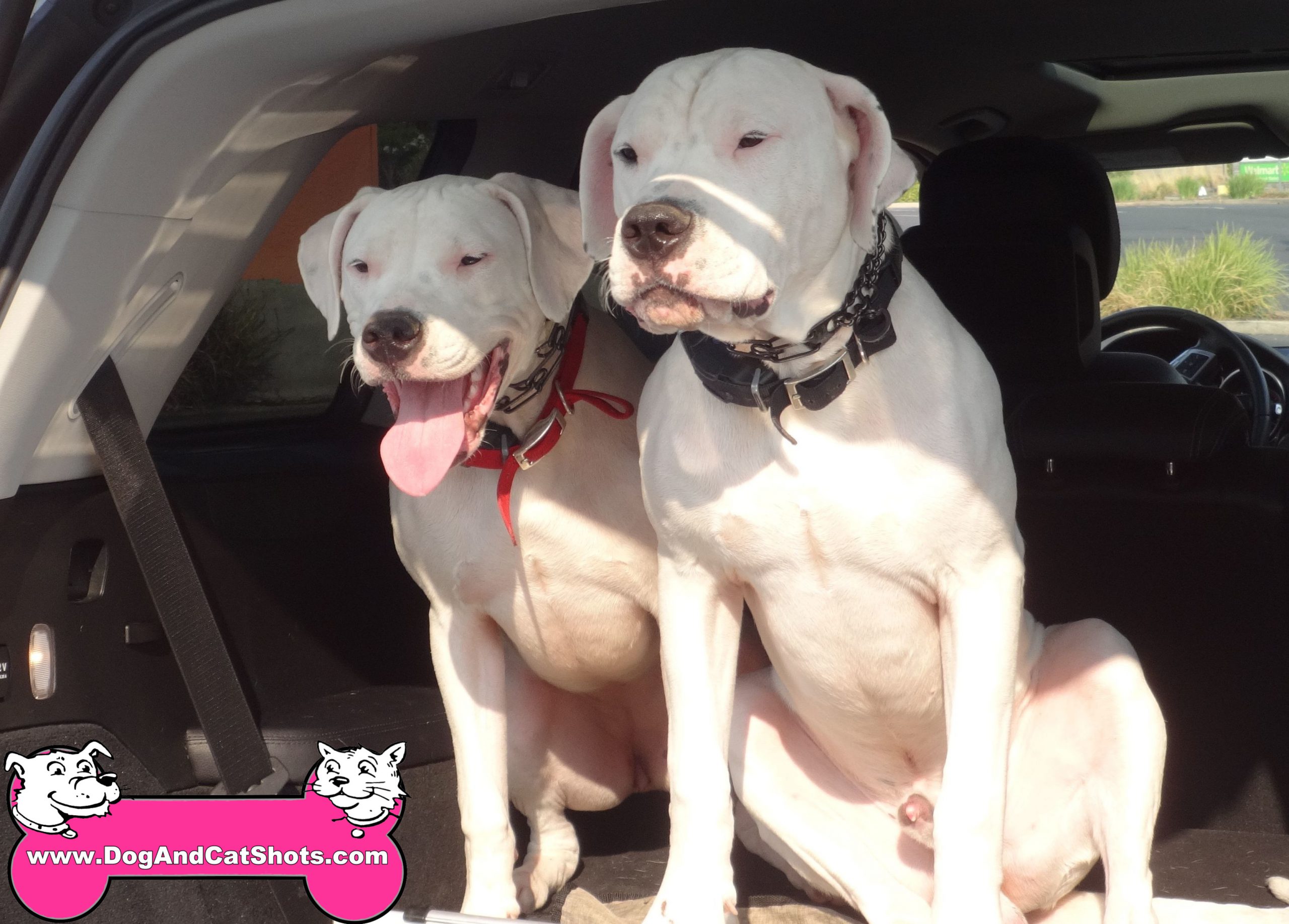 Dogo Argentino Vs Pitbull Fight