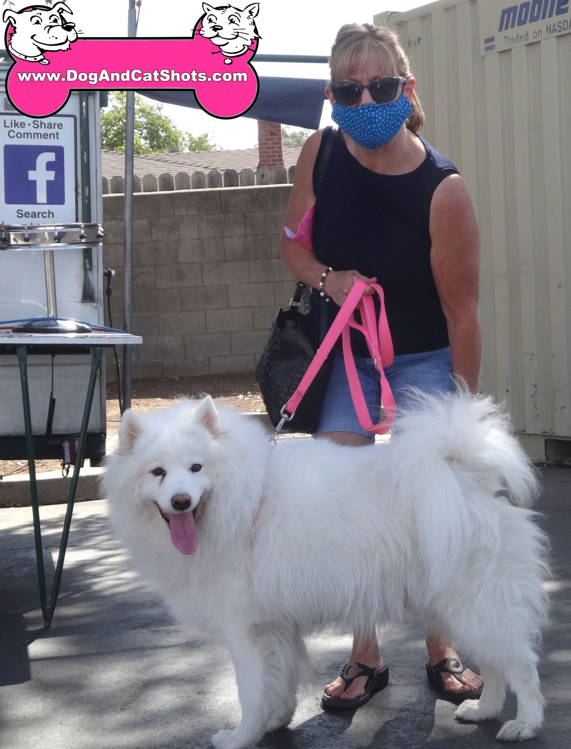 Are Samoyeds Used As Service Dogs